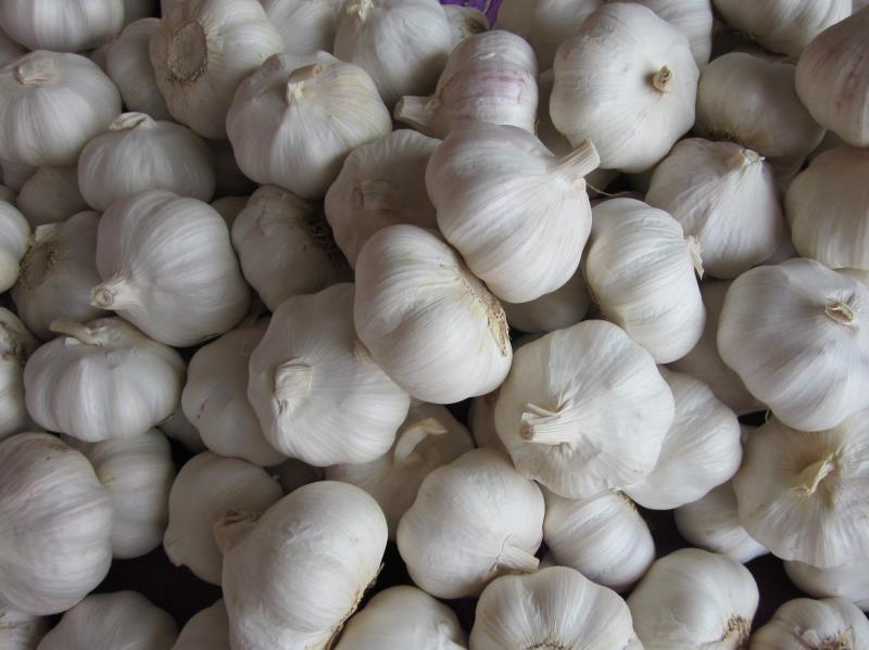 Snow White Garlic From Jin Xiang, High Quality Snow White Garlic From ...