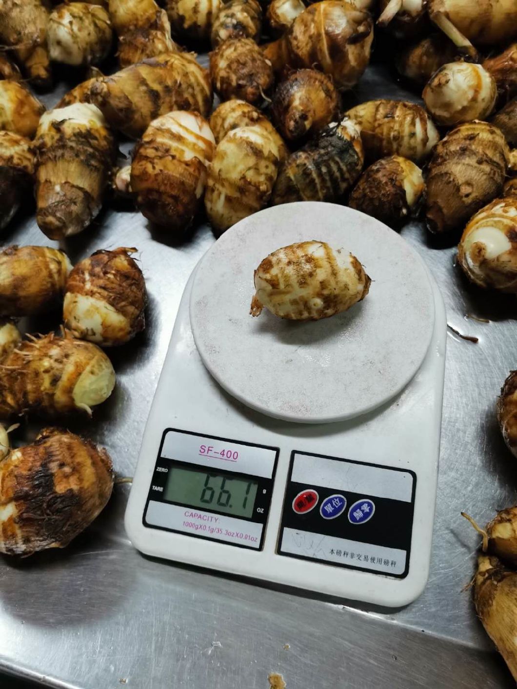 Taro Favorito De Oriente Medio, alta calidad Taro Favorito De Oriente ...