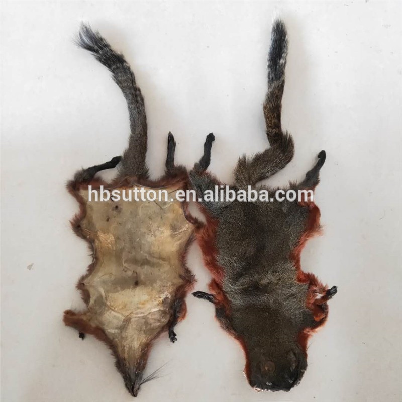 New Arrival Whole Salted Red Squirrel Pelt Hide Skin With Head And Legs ...